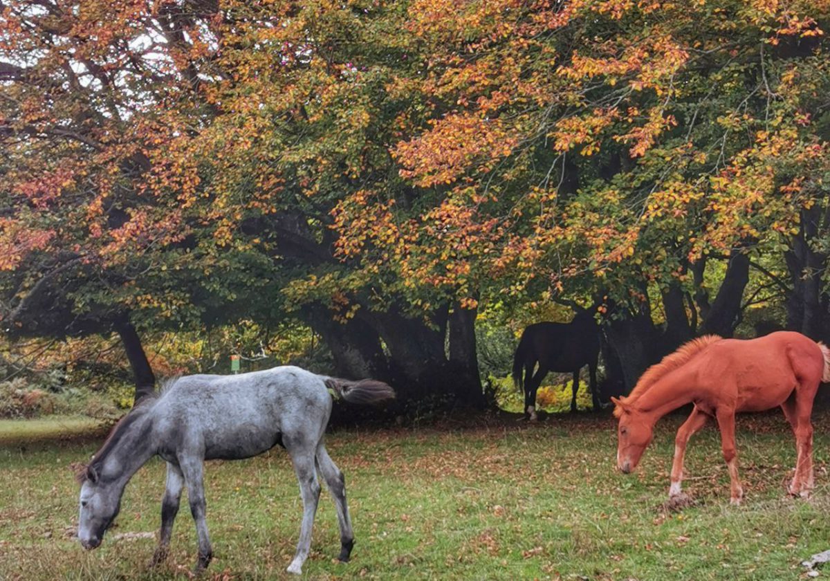 Le tappe del Cammino dei Forti e dove dormire | A Piedi il Mondo