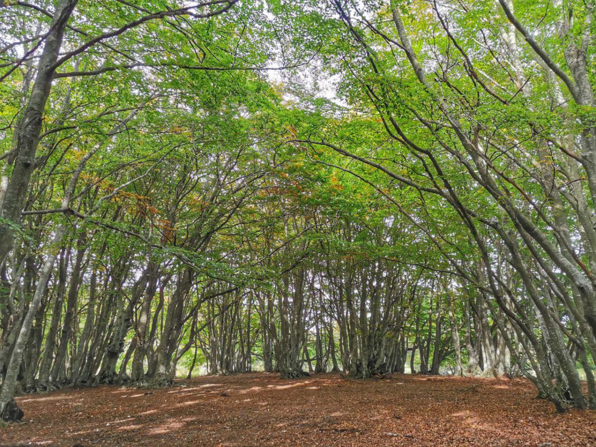 Il Cammino dei Forti: tutto quello che devi sapere | A Piedi il Mondo
